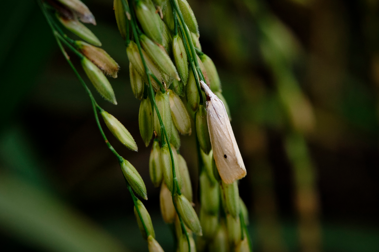 Syngenta Biologicals and Provivi® partner on new pheromone solutions ...