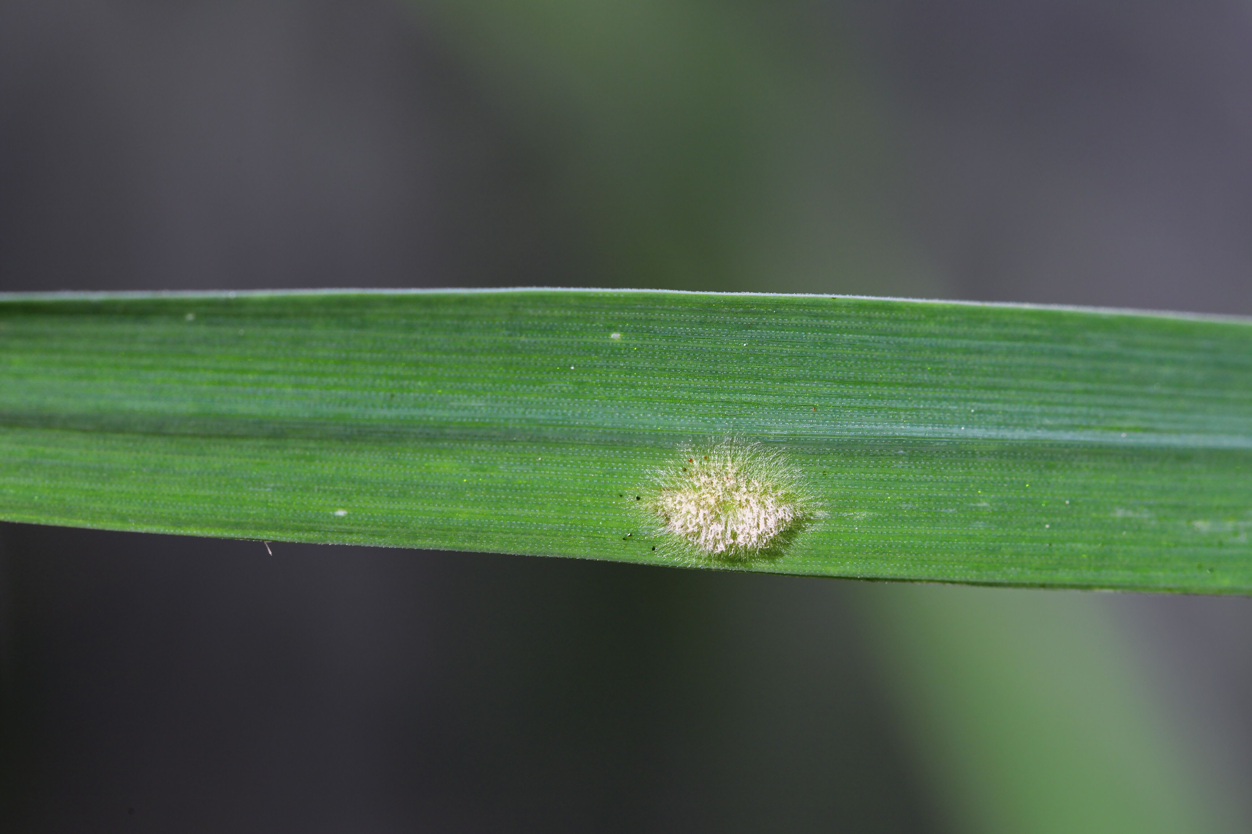 Powdery mildew treatment and prevention methods