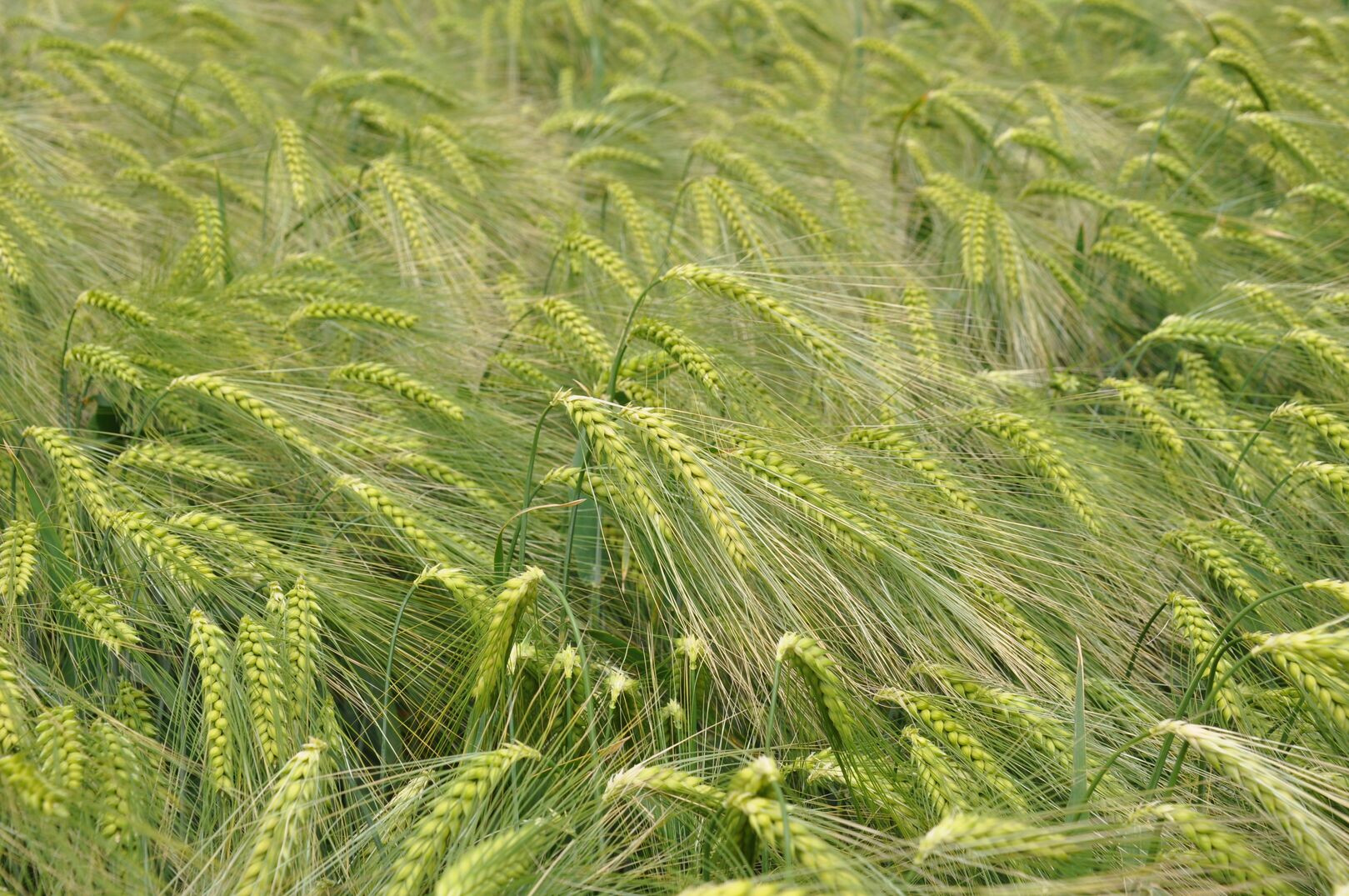 Variety selection, planting and growing insights for the cereal field ...