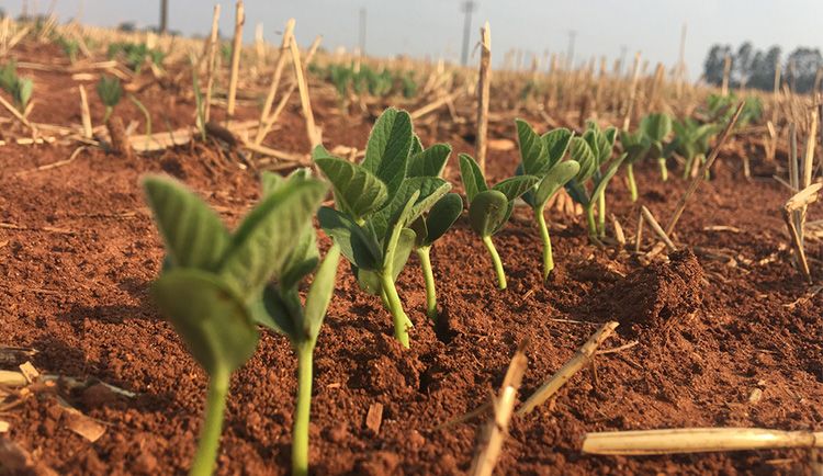 A steward of the soil | Syngenta