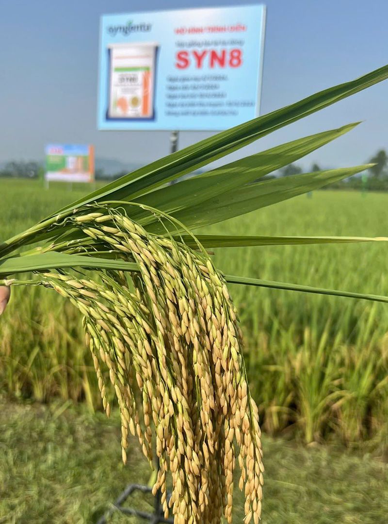 Breeding resilient rice across Asia