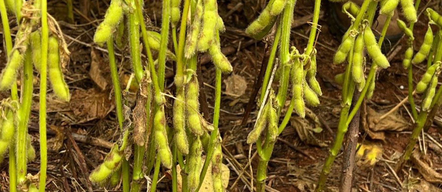 Soybean Pod Damage