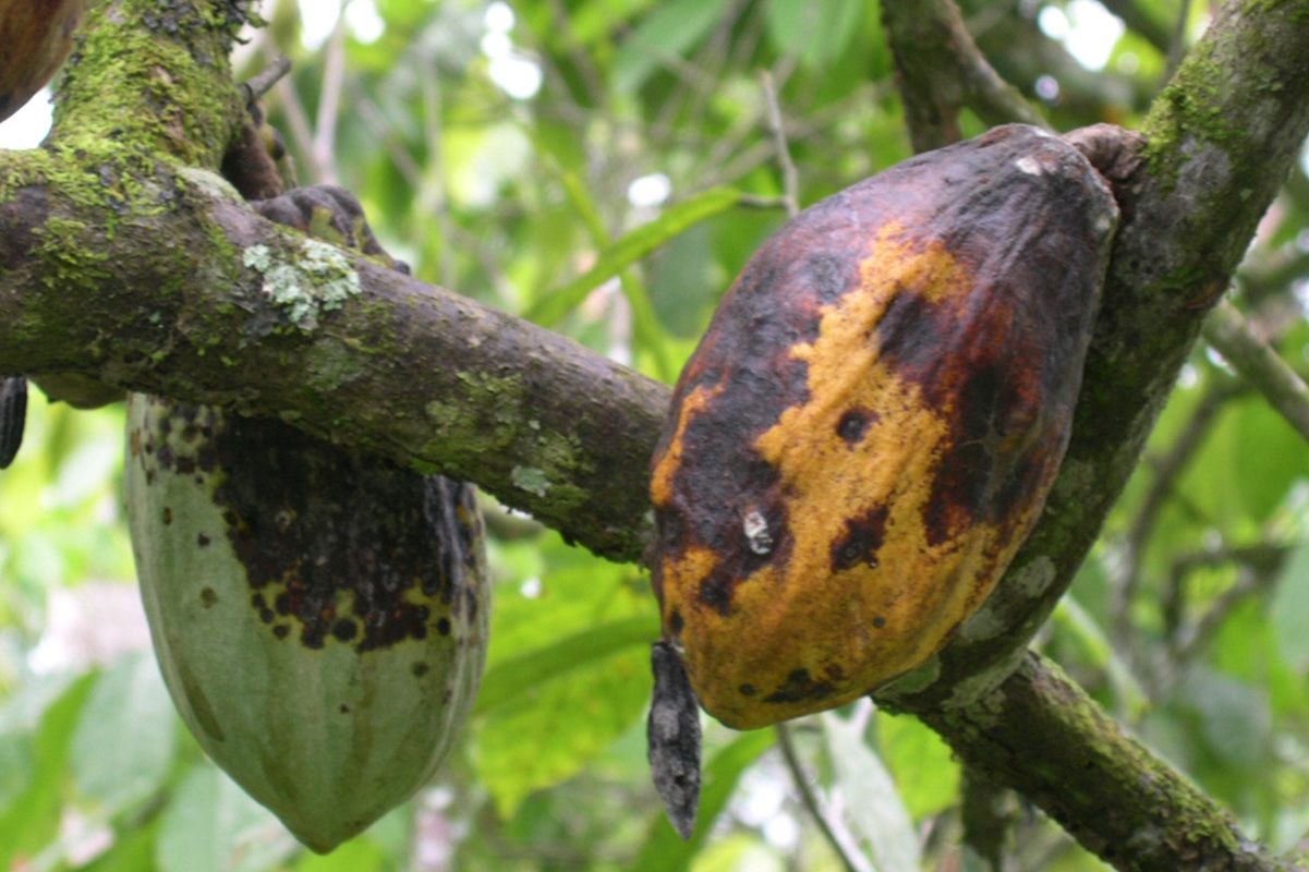 Serious disease and pest pressures causing cocoa shortage | Syngenta