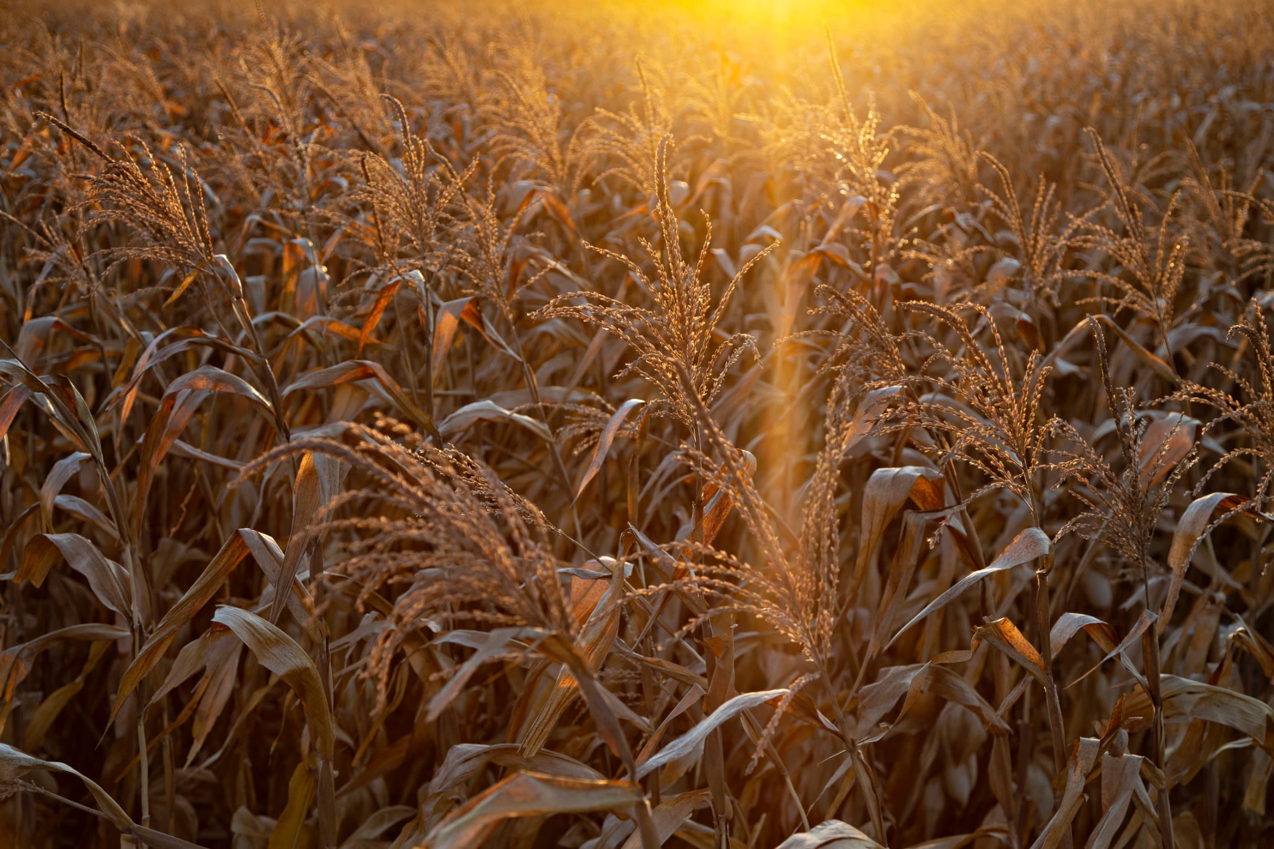 Powering breakthrough innovation in corn