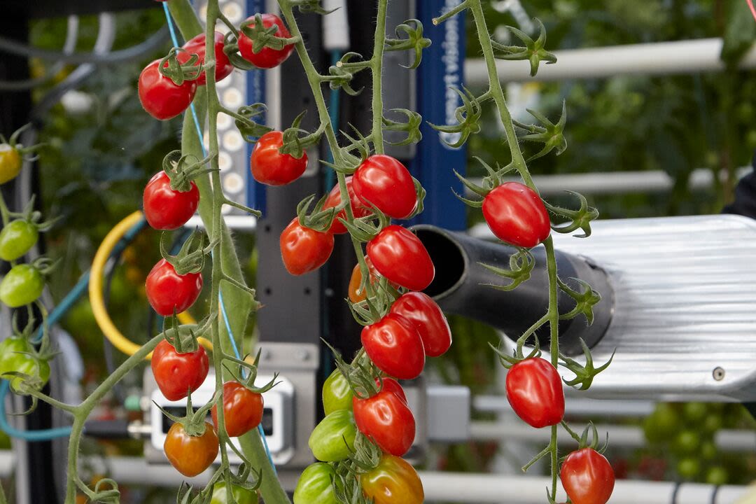 Using AI to breed tomorrow's tomatoes