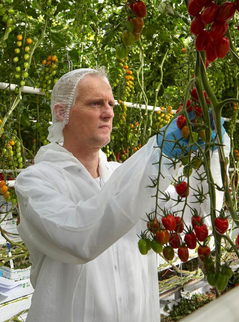 Using AI to breed tomorrow's tomatoes