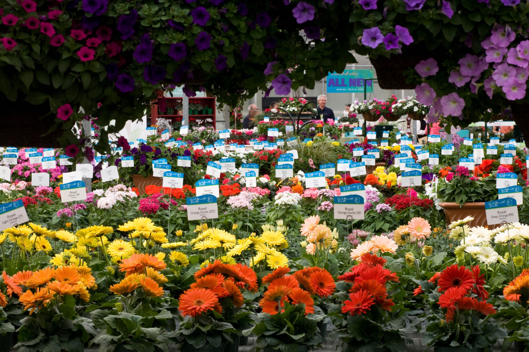 The flower industry's new blooms