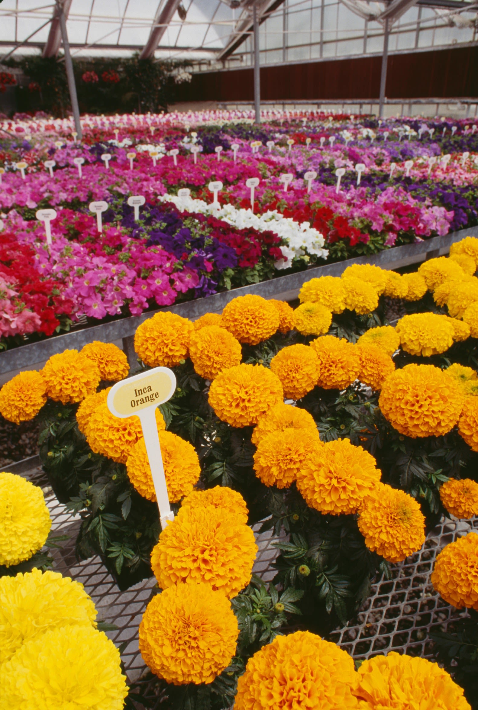 The flower industry's new blooms