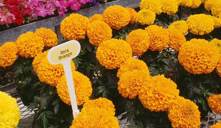 The flower industry's new blooms