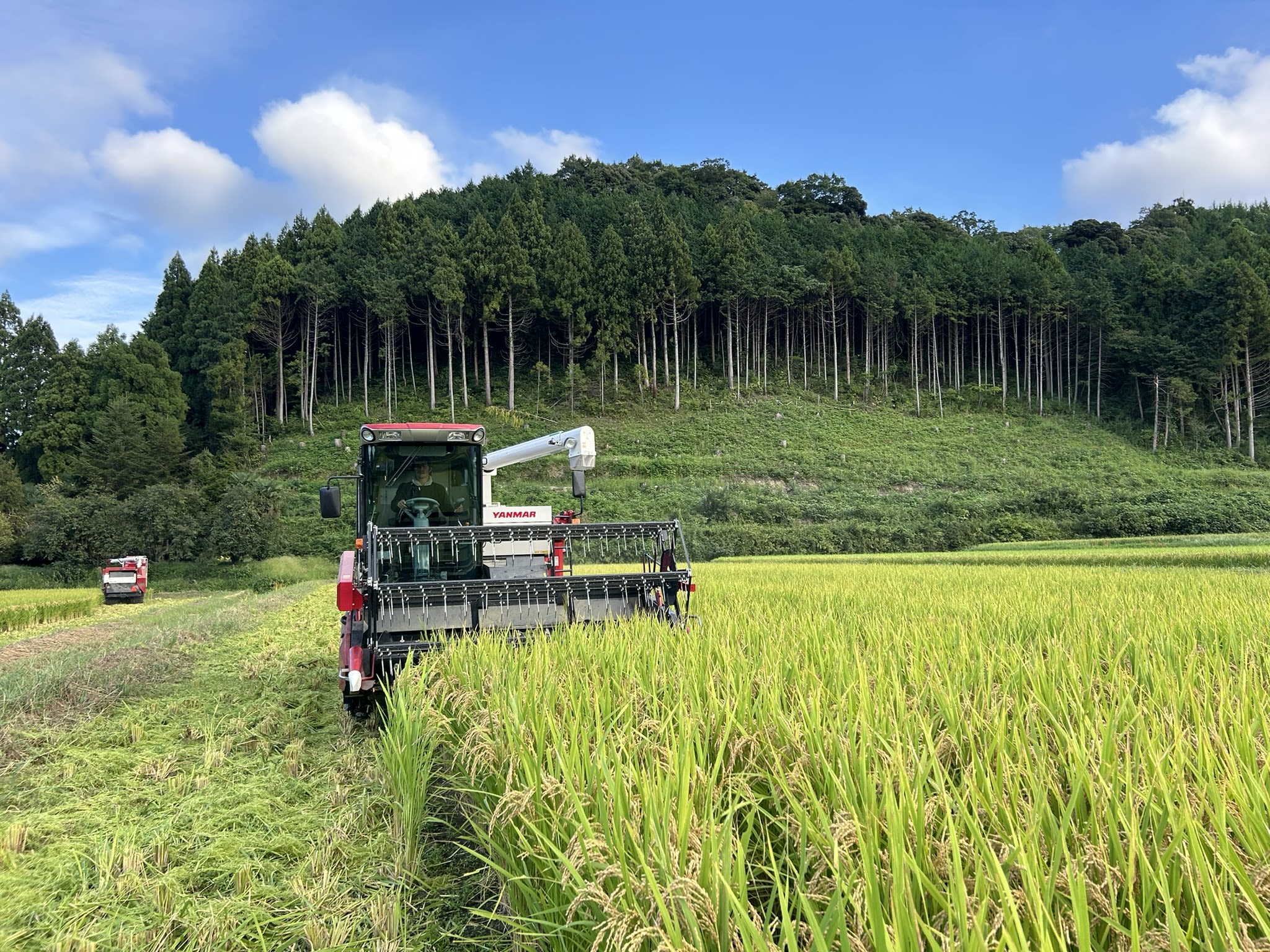 A new vision for Japan's rice fields | Syngenta