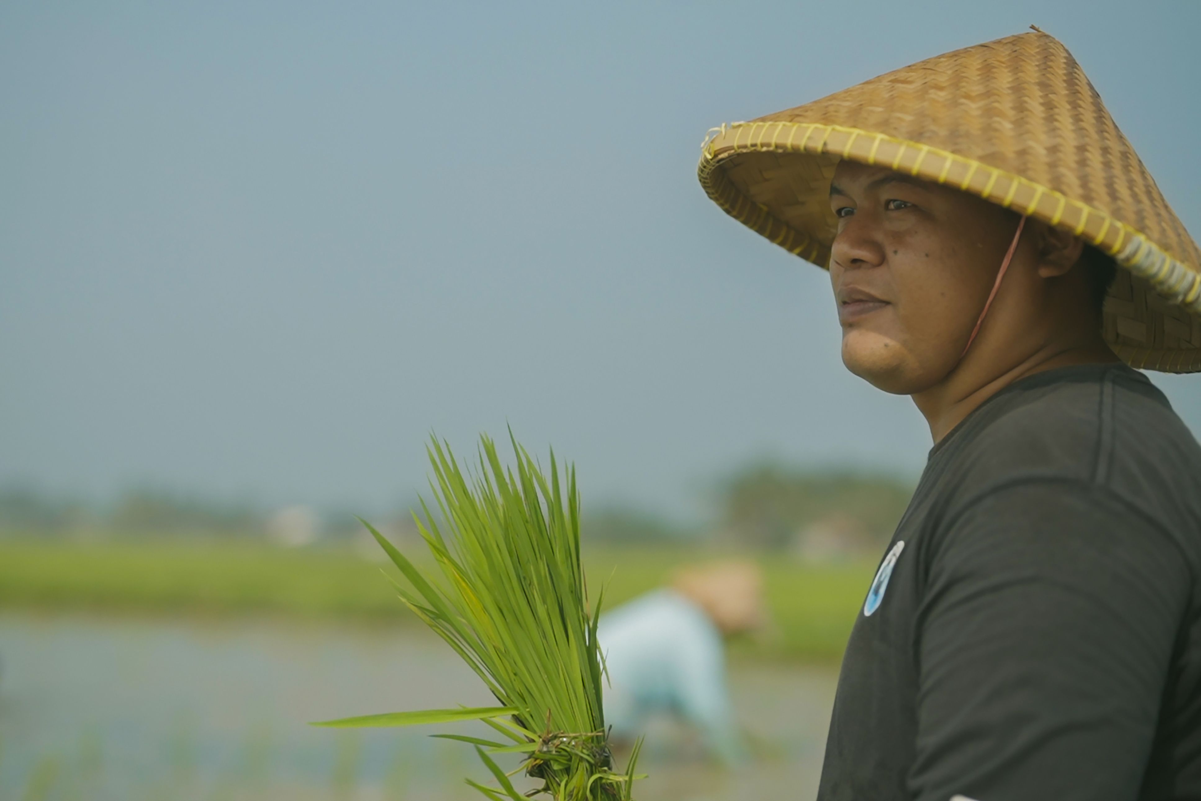 Protecting the rice harvest and beneficial insects | Syngenta