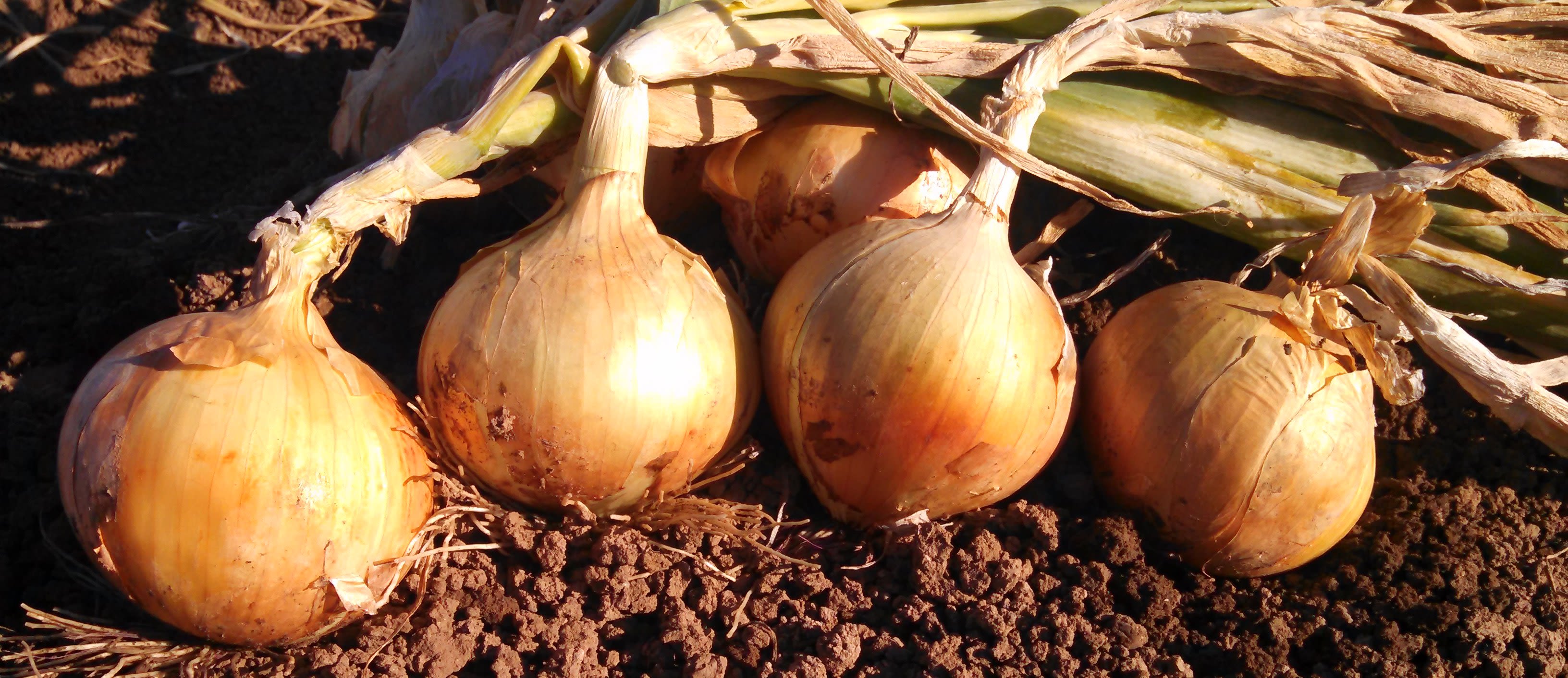 Bringing advanced and sustainable onion seeds to the world’s growers ...