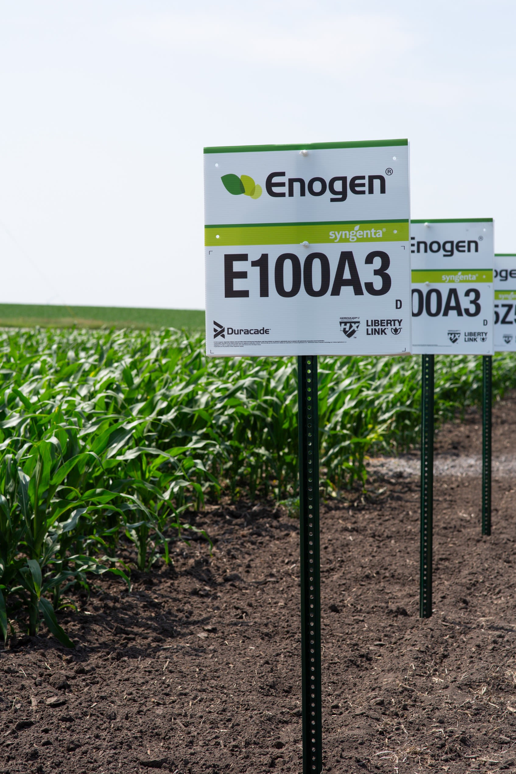 Transforming corn's impact | Syngenta