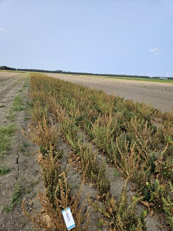 Working together for sustainable seed production