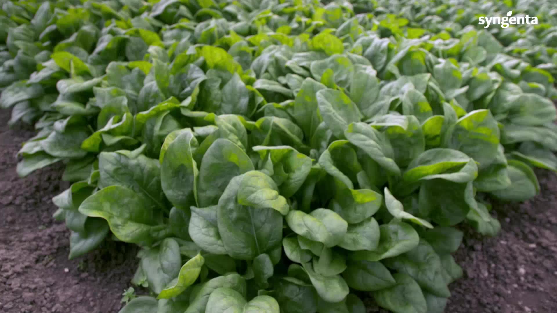 Working together for sustainable seed production