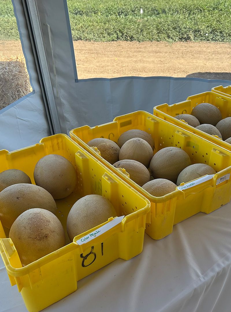 Color-changing melon innovation ripe to revive US market