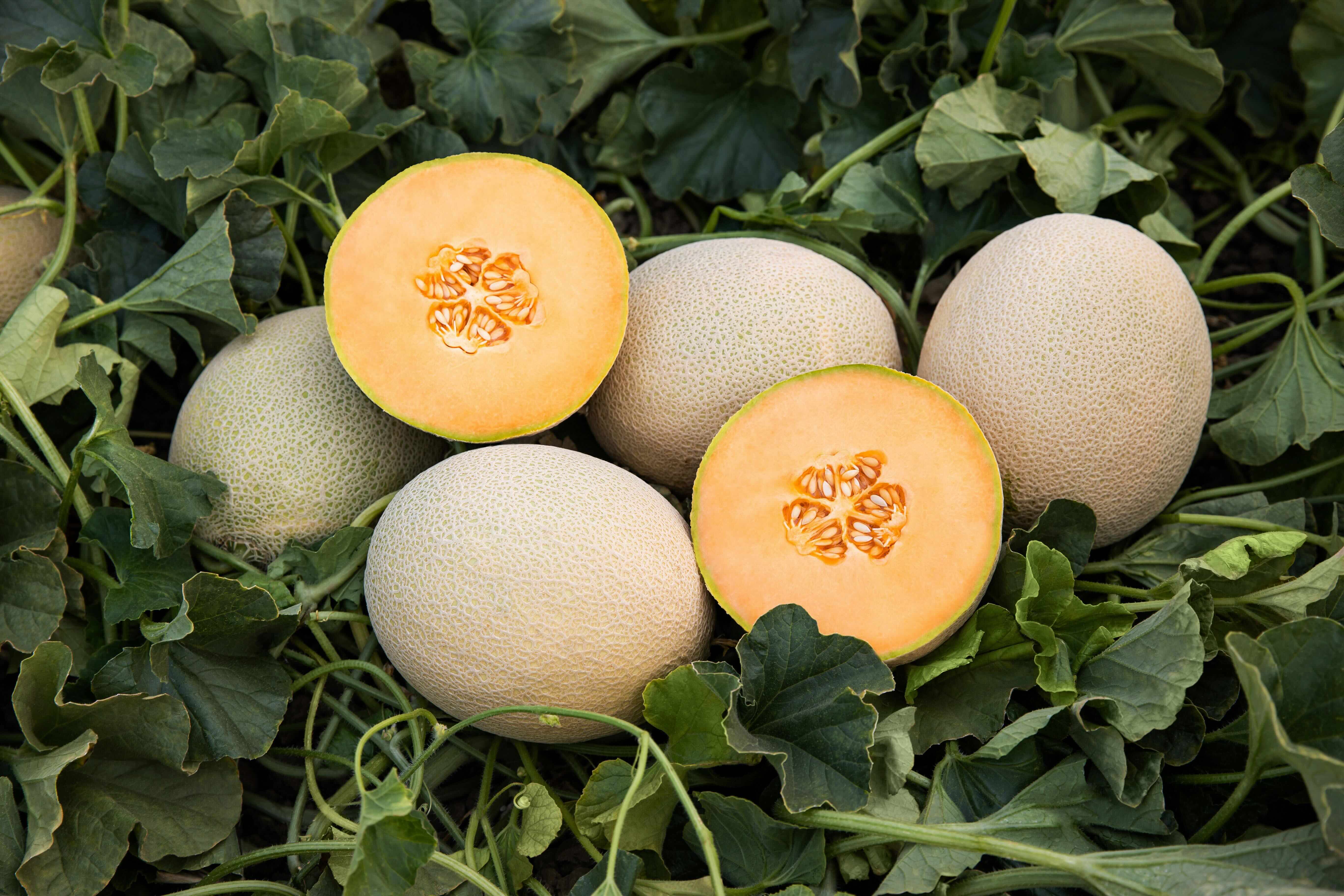 Color-changing melon innovation ripe to revive US market