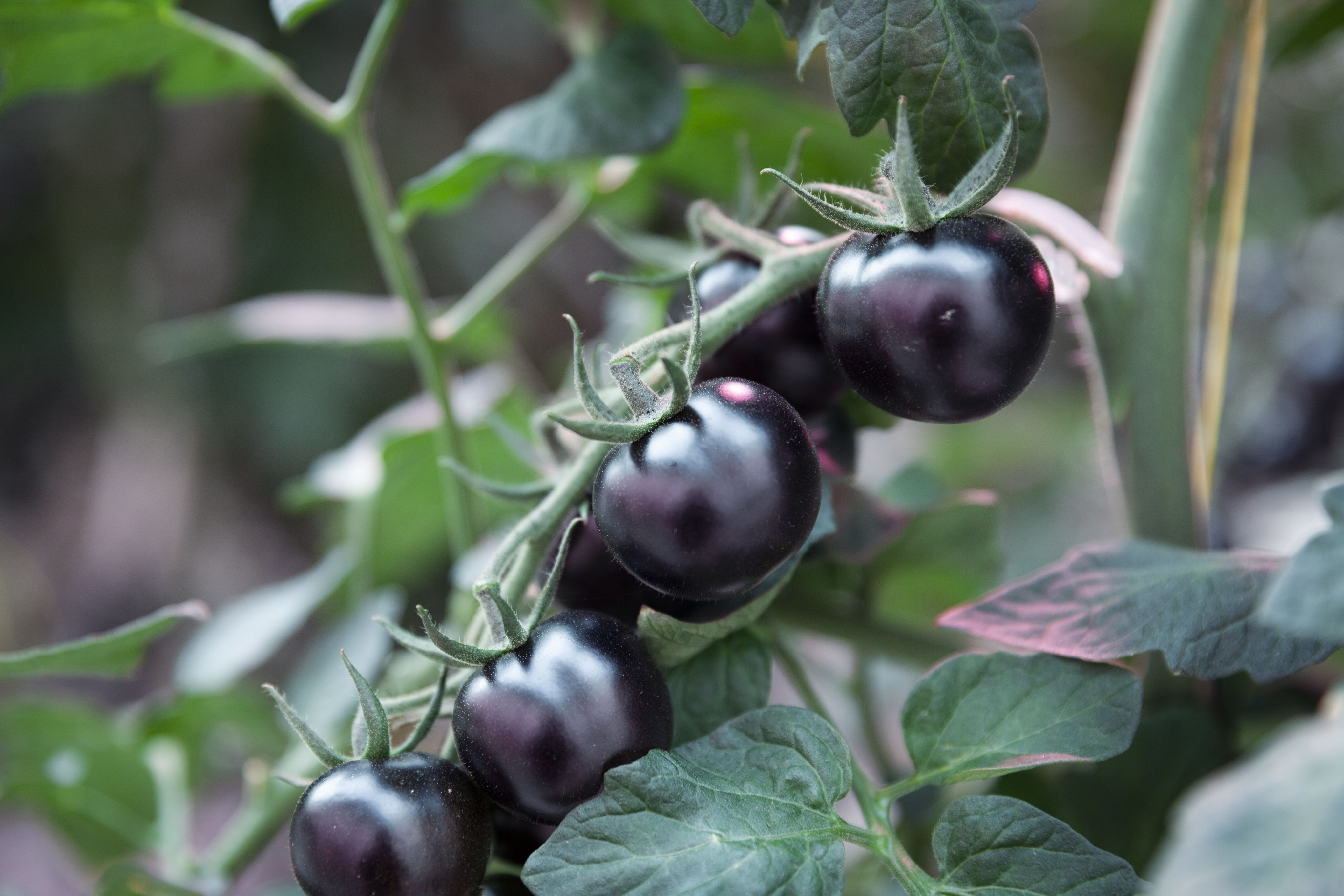 Syngenta Yoom® tomato is prized by Swiss supermarket chain | Syngenta