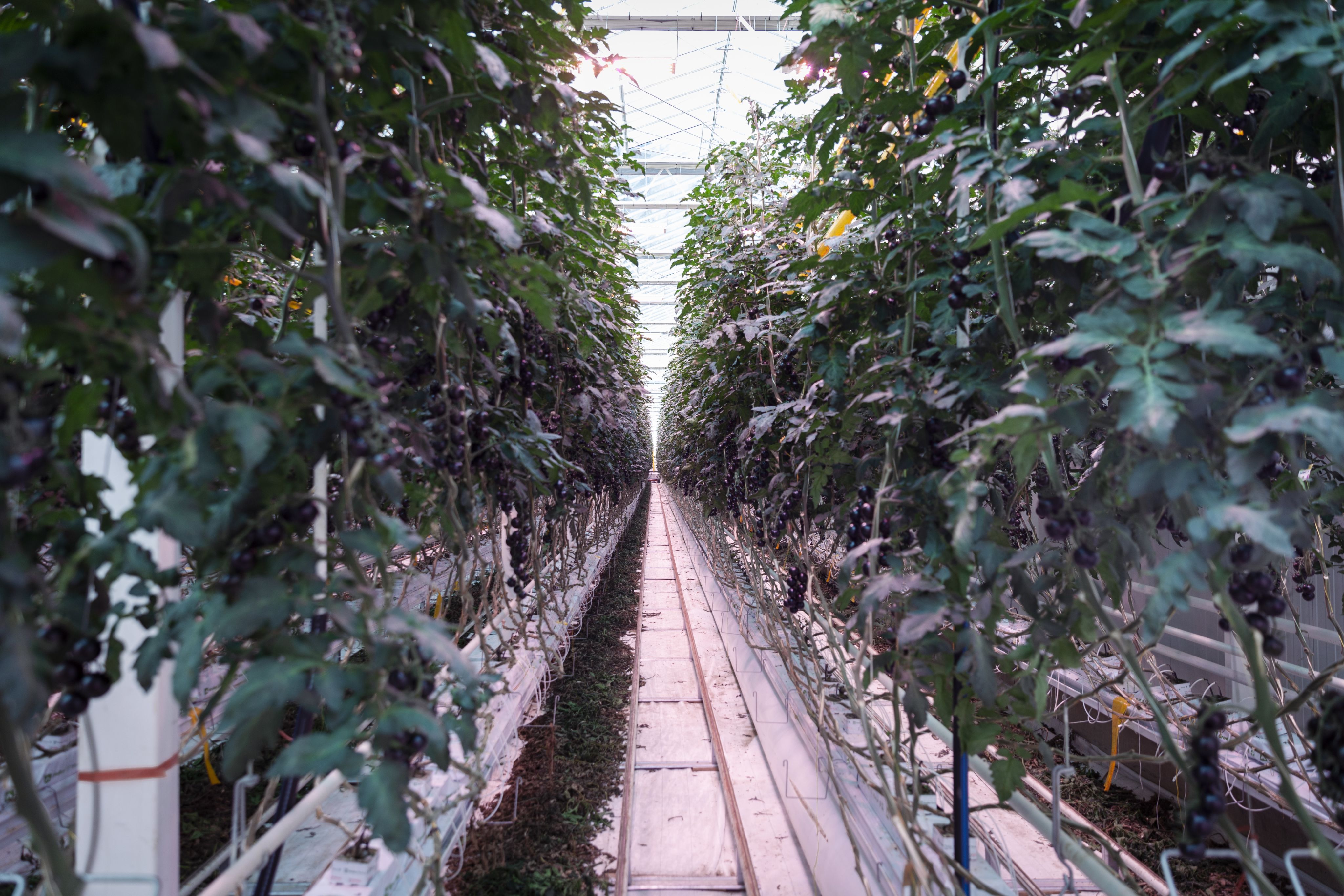 Syngenta Yoom® tomato is prized by Swiss supermarket chain | Syngenta
