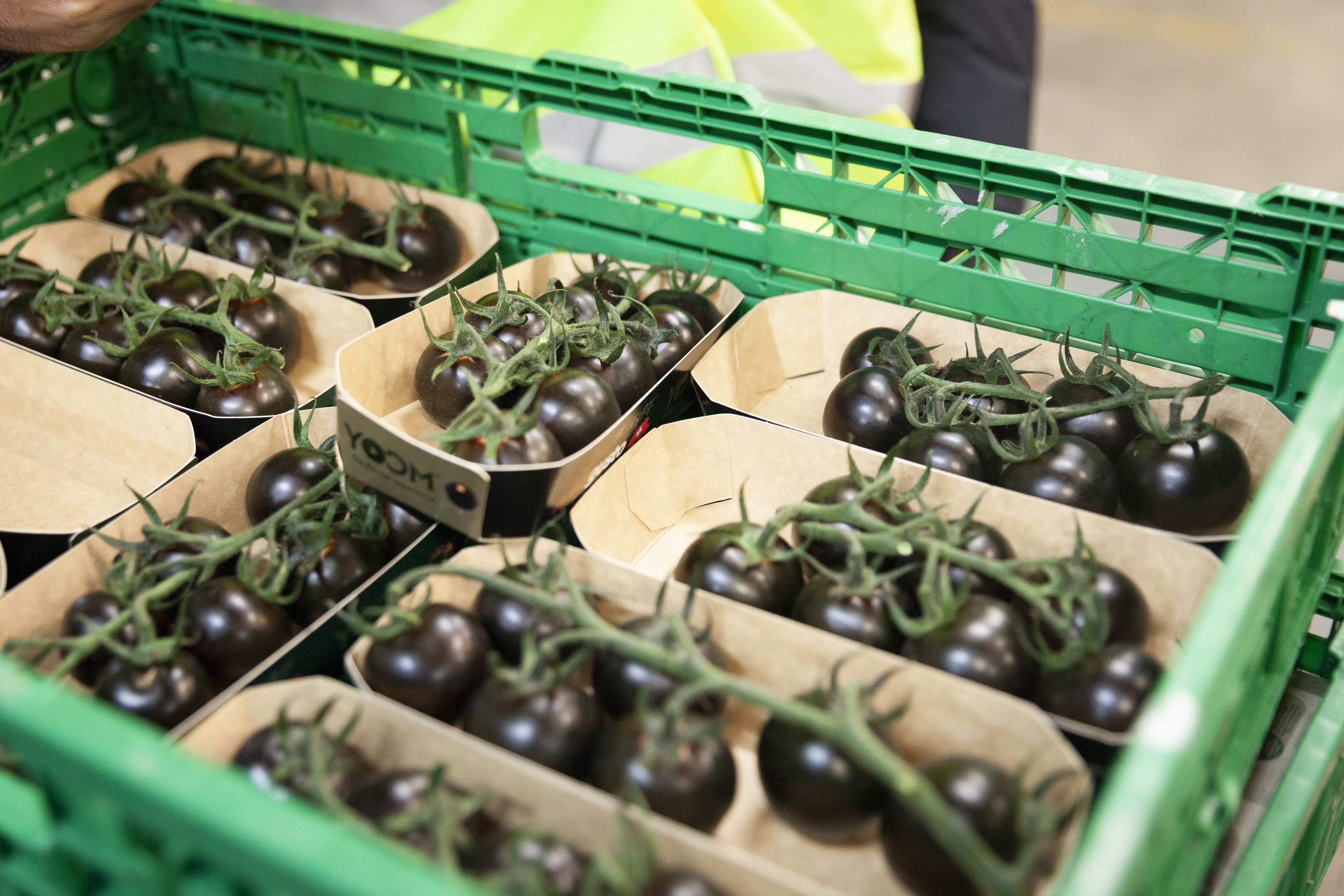Syngenta Yoom® tomato is prized by Swiss supermarket chain | Syngenta