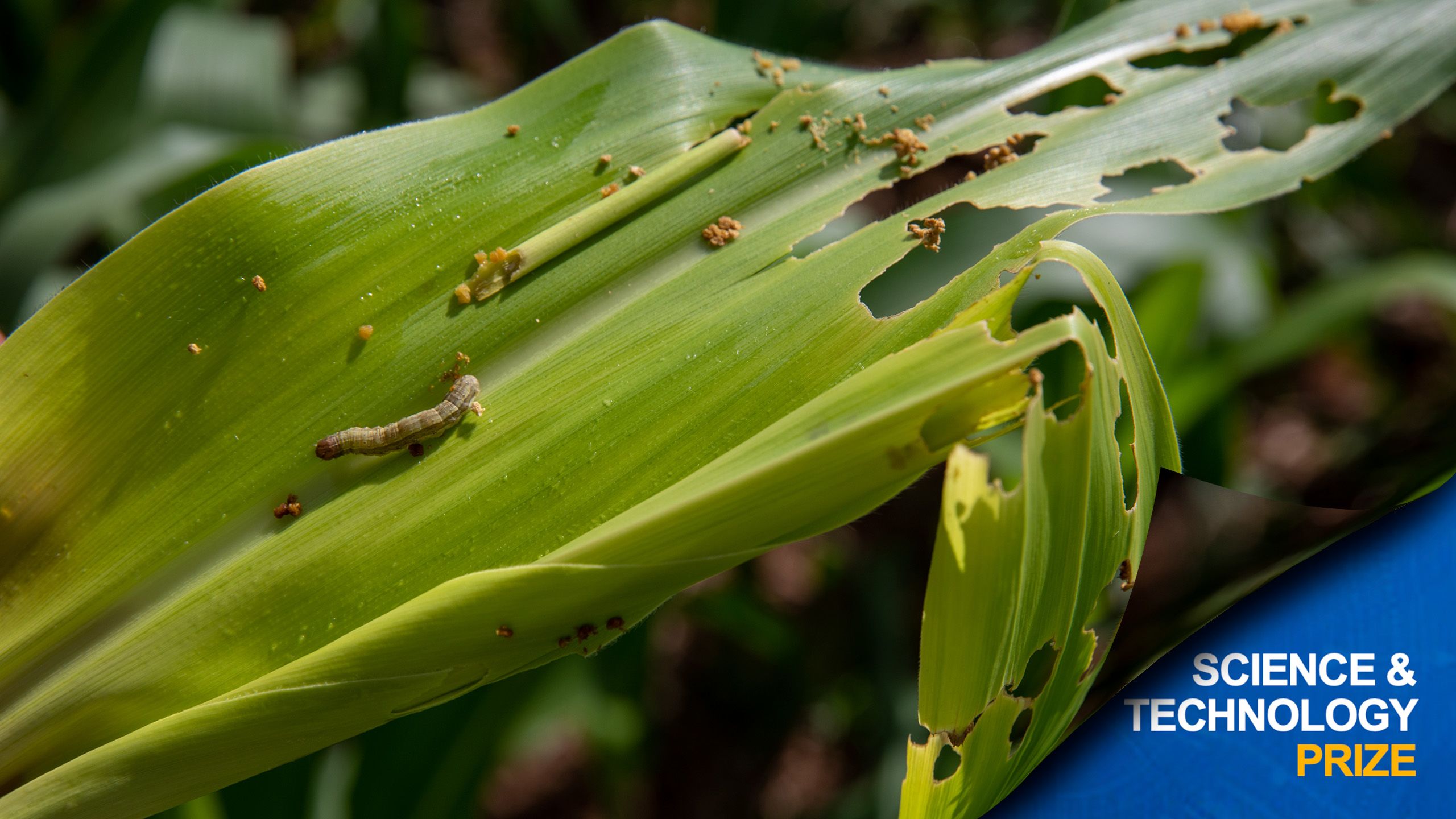 Fall armyworm: A billion dollar problem | Syngenta