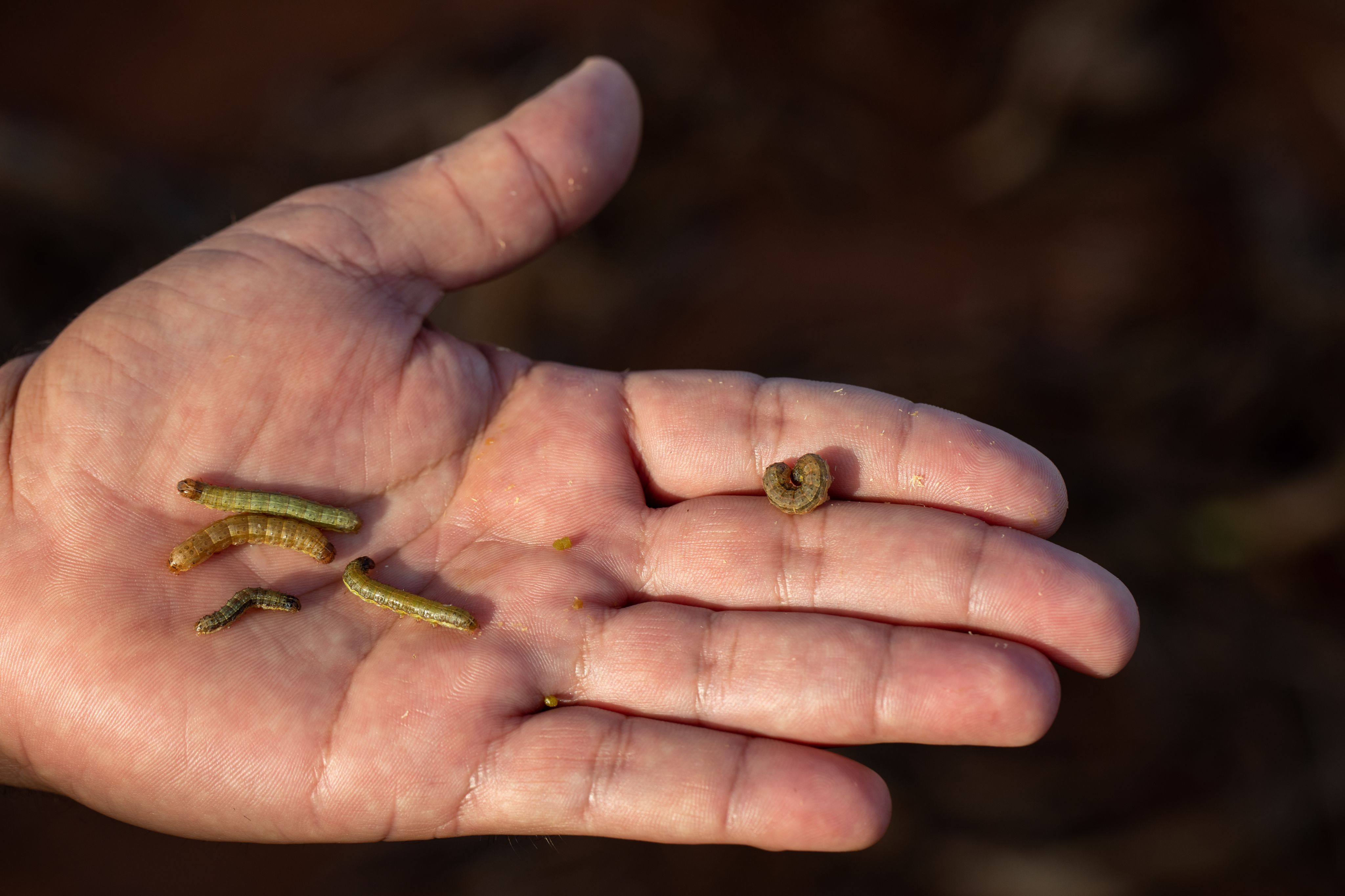 Fall armyworm: A billion dollar problem | Syngenta