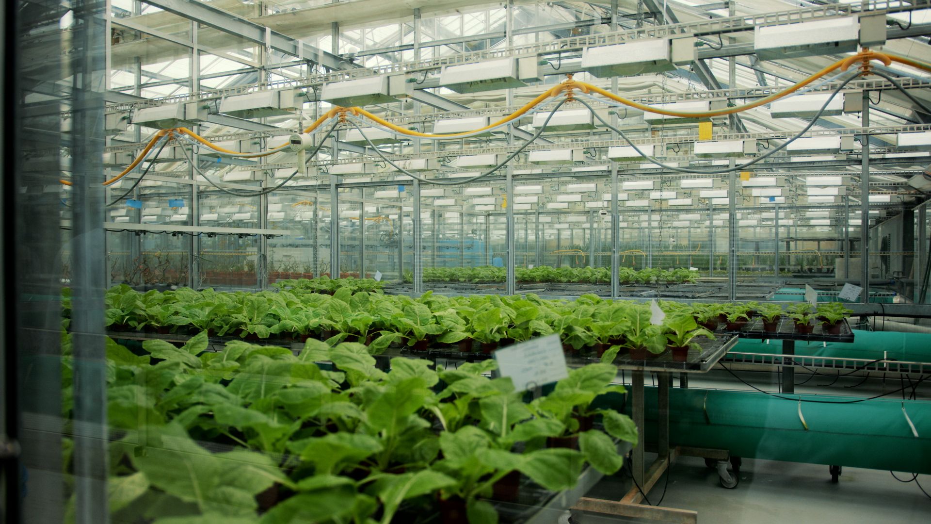 Plants Tour: The journey from molecule to field | Syngenta