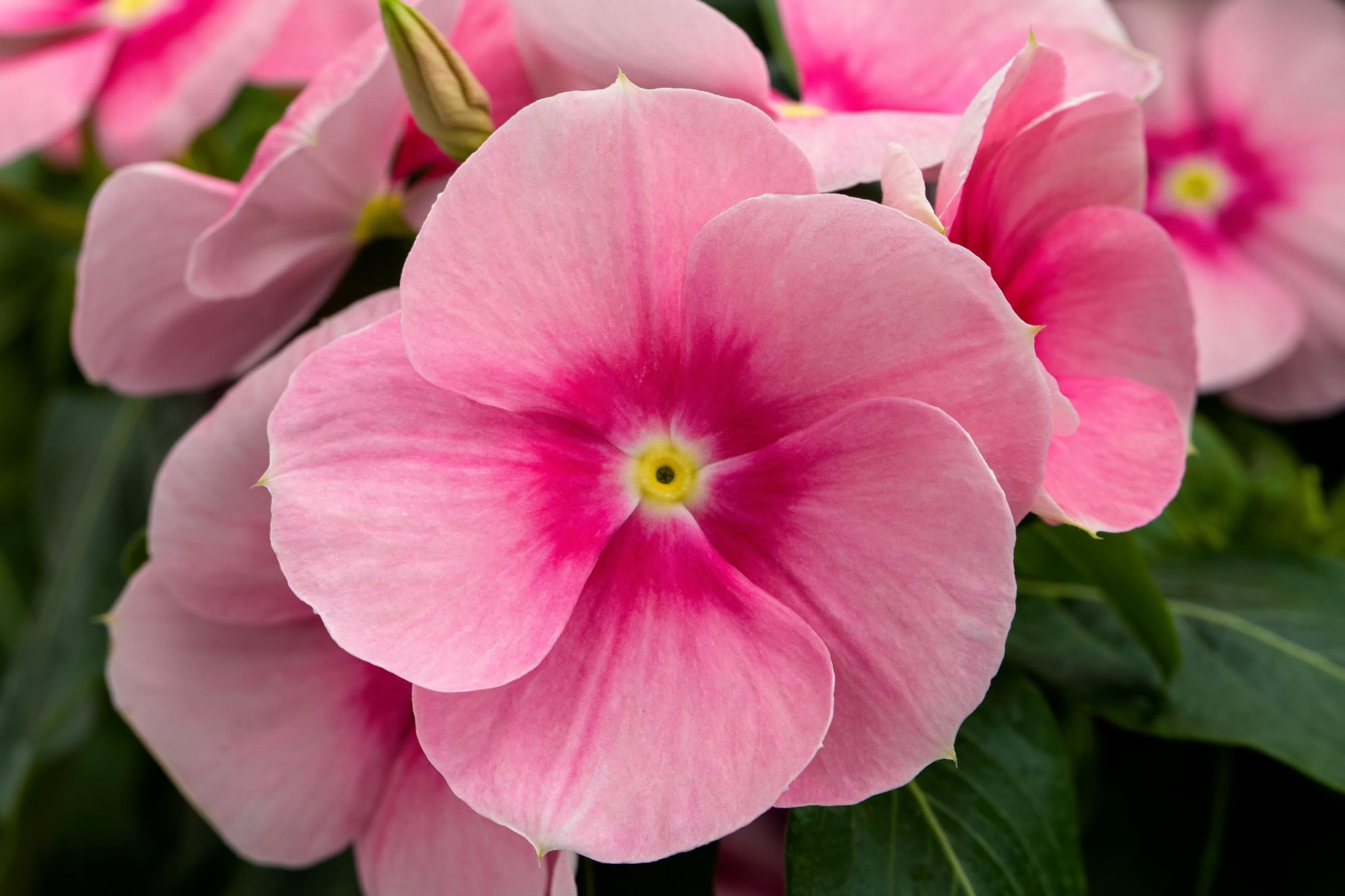 Pathogen-fighting periwinkles