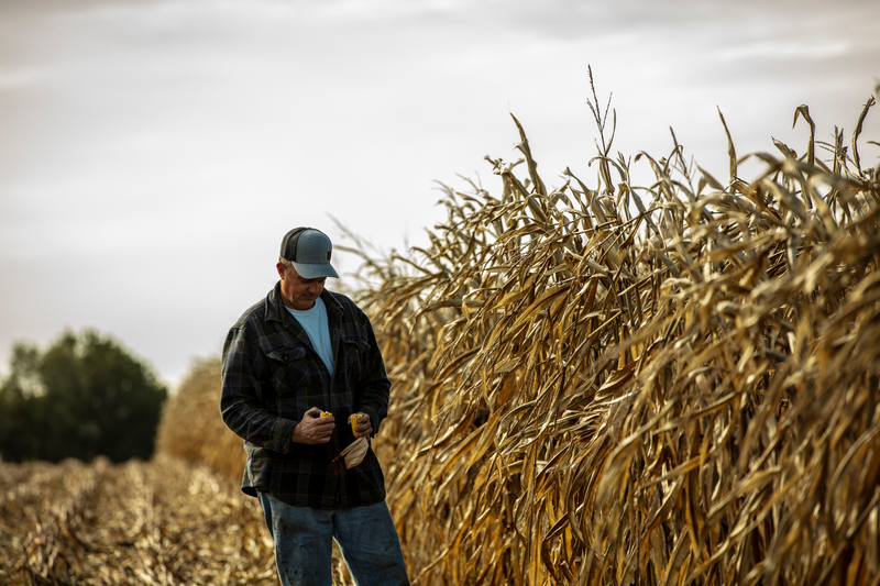 Sustainable solutions for storing maize pollen? Solved at Syngenta