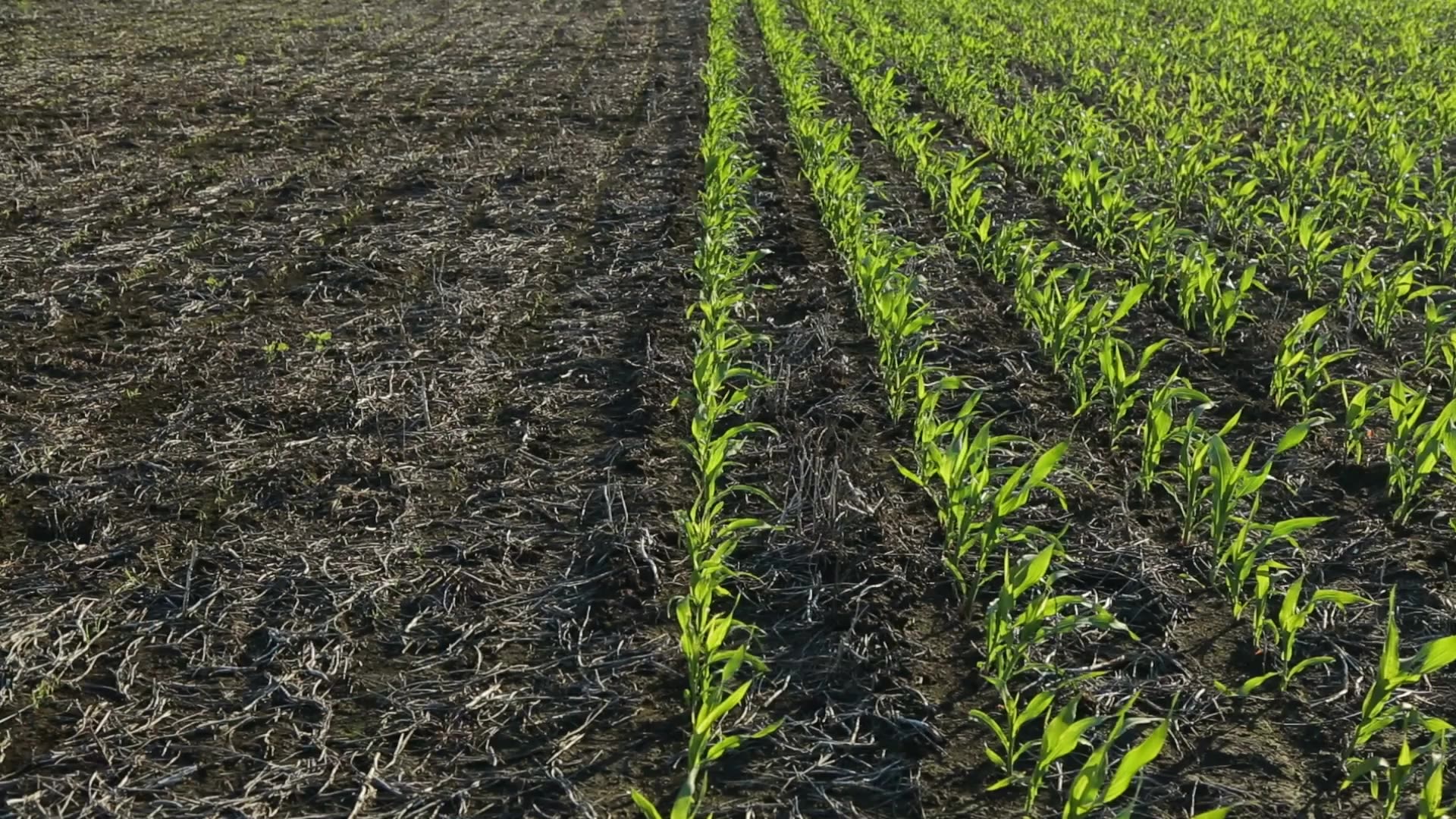 Sustainable solutions for storing maize pollen? Solved at Syngenta