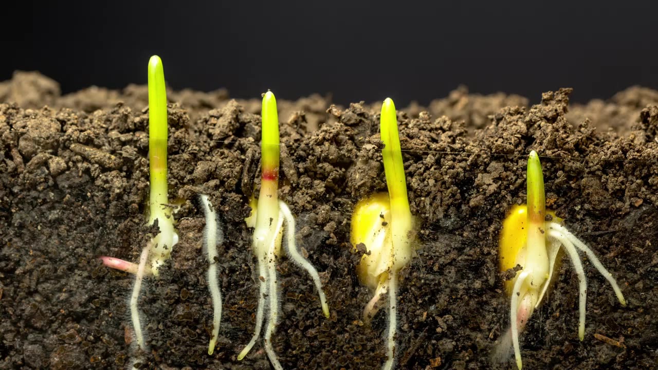 Sustainable solutions for storing maize pollen? Solved at Syngenta