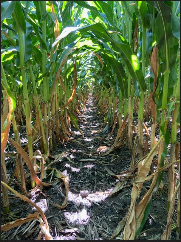 Supporting plants to thrive in drought conditions | Syngenta