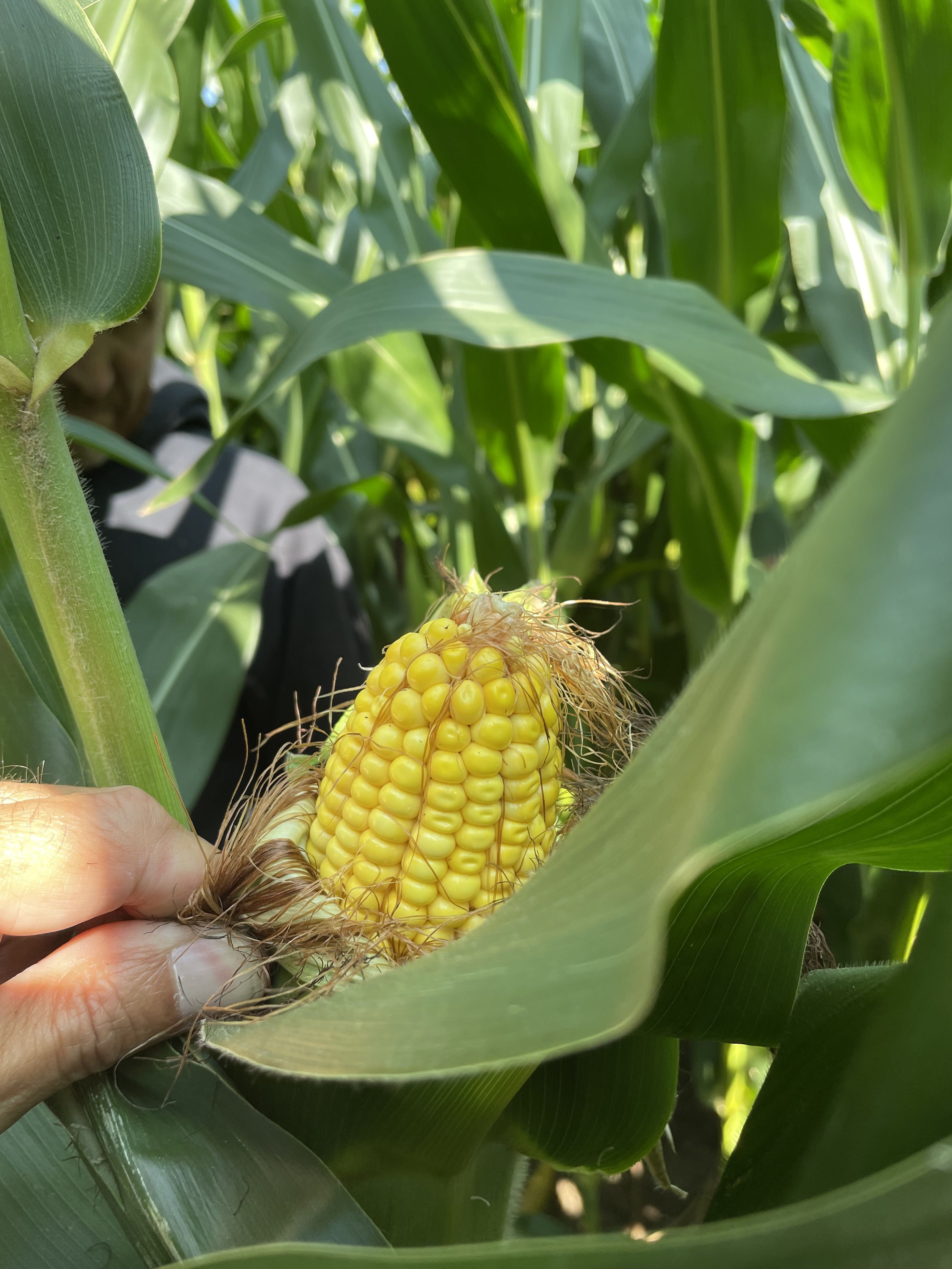 Supporting plants to thrive in drought conditions | Syngenta