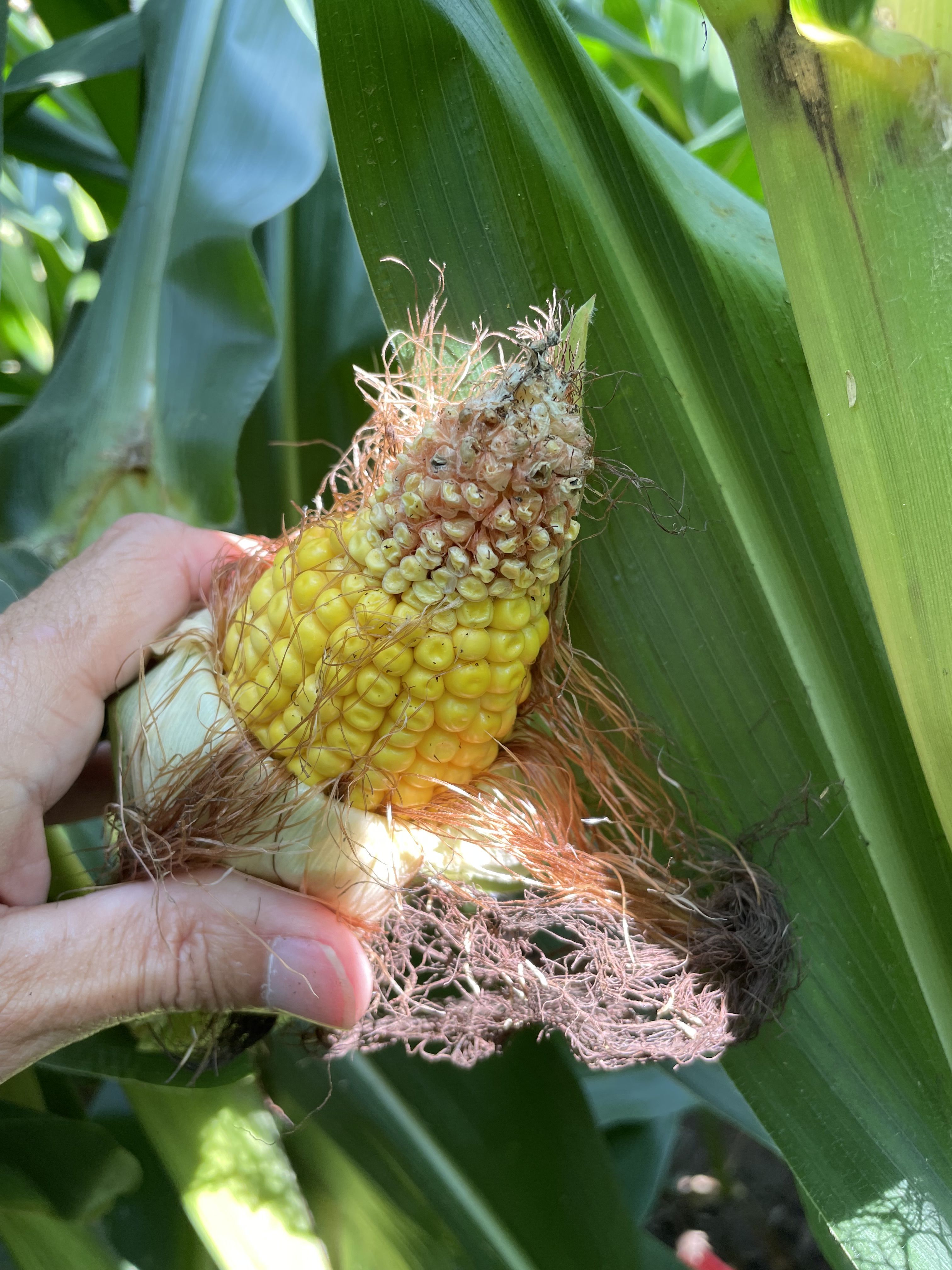 Supporting plants to thrive in drought conditions | Syngenta