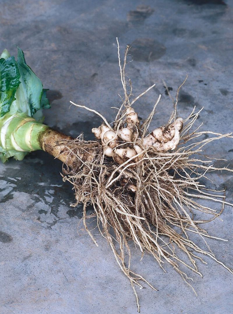 Blockbuster Clarina keeping clubroot at bay for more than 20 years