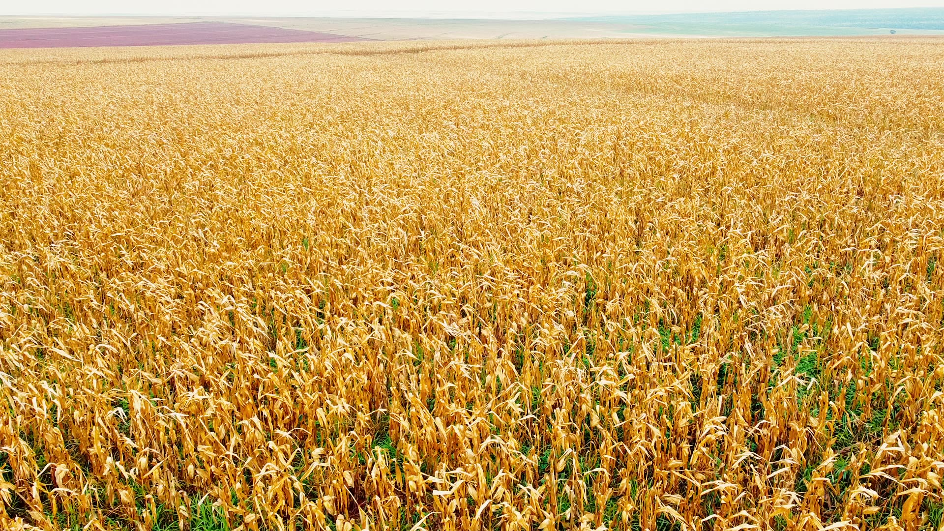 Stacking up new protections for corn