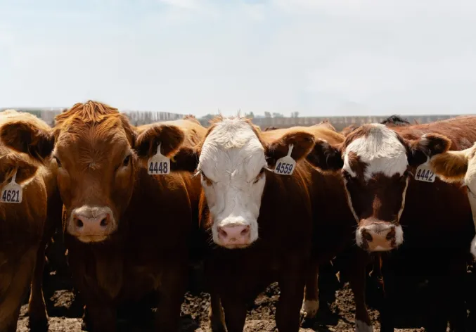 Syngenta Crop Protection announces PLINAZOLIN® technology: setting a ...