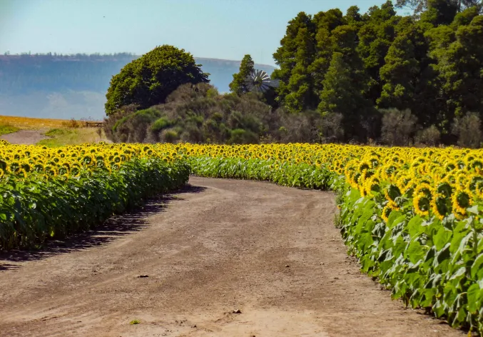 Syngenta Crop Protection announces PLINAZOLIN® technology: setting a ...